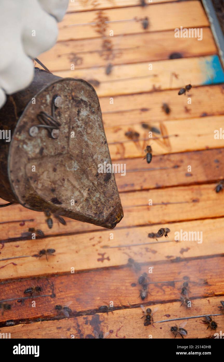 Ecological beekeeping hi-res stock photography and images - Alamy