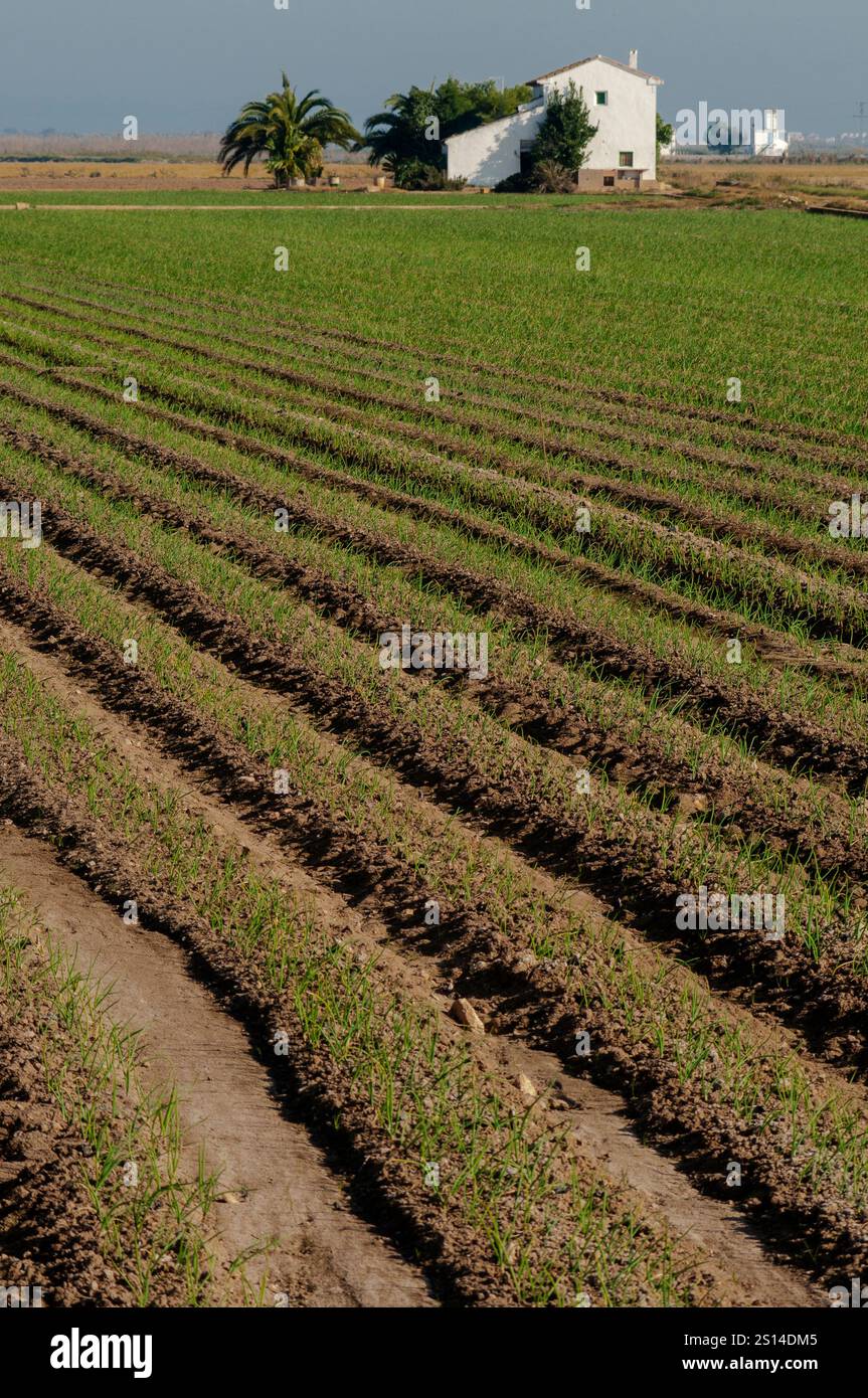Albufera Nature Park in Valencia. Spain Stock Photo - Alamy