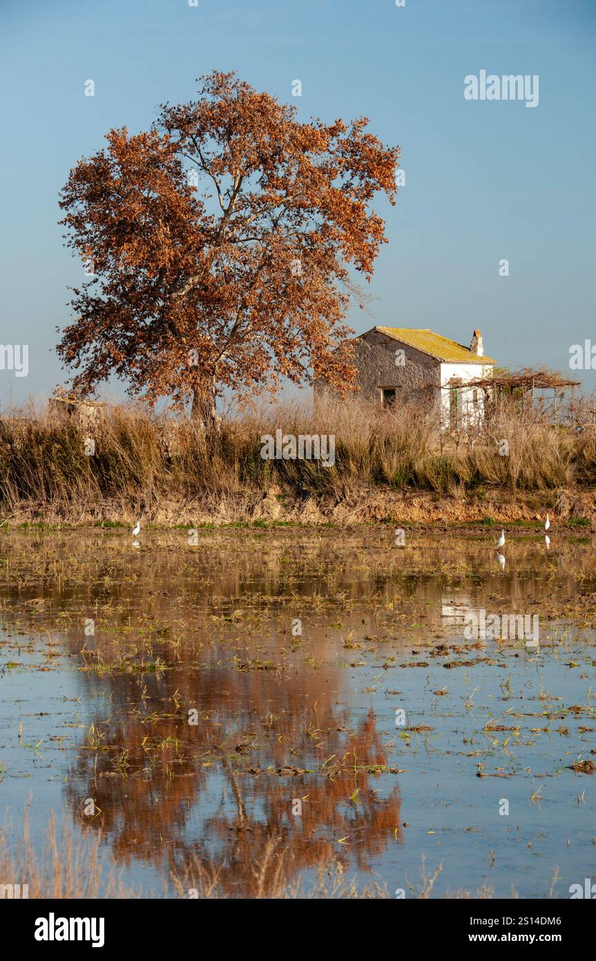 Albufera biodiversity hi-res stock photography and images - Alamy