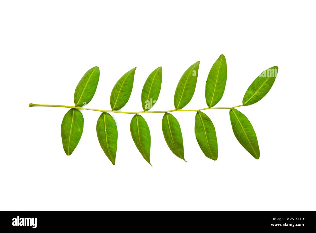 Leaf tropical plant isolated Cut Out Stock Images & Pictures - Alamy