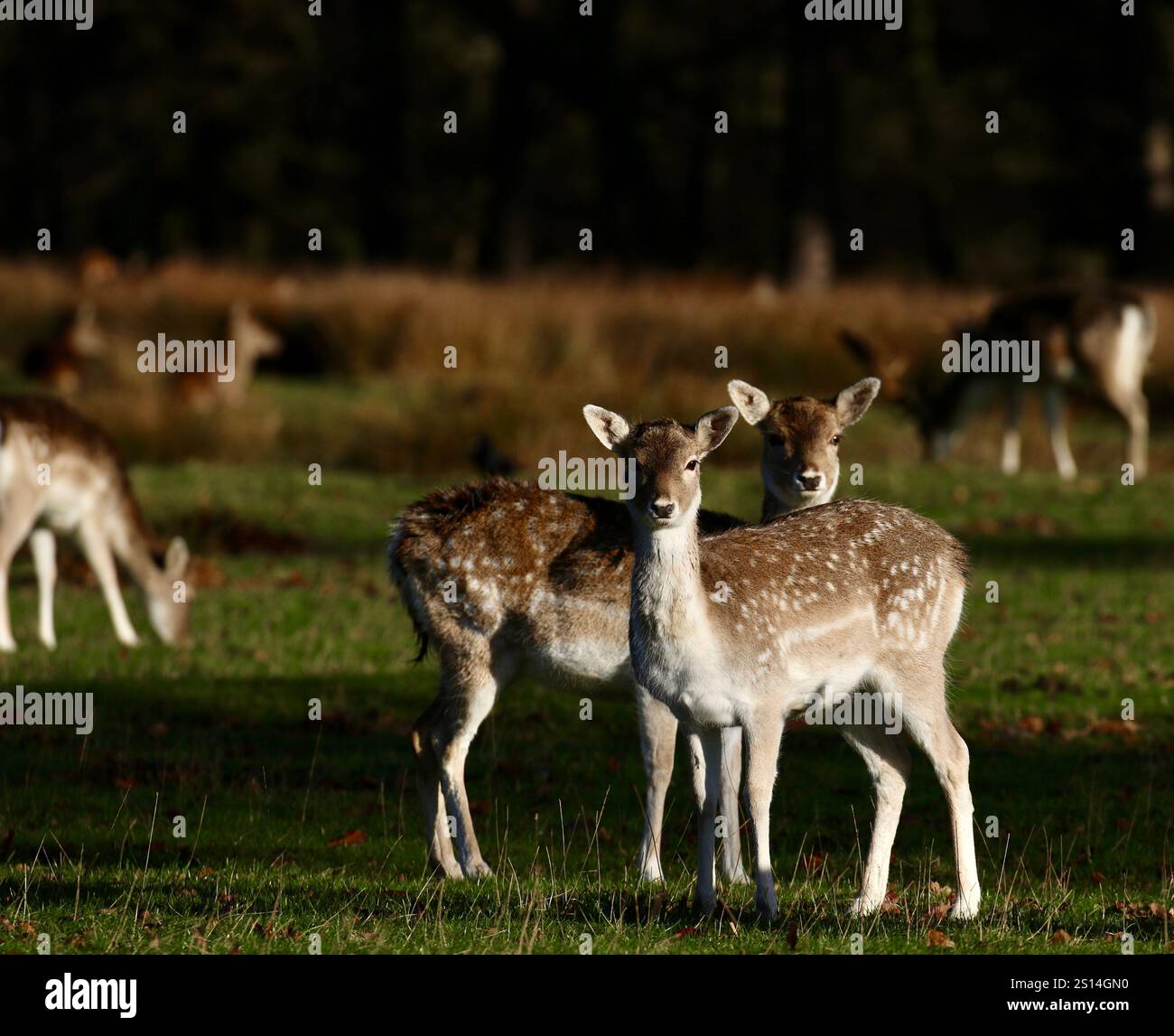 Parkland fallow deer dama hi-res stock photography and images - Alamy