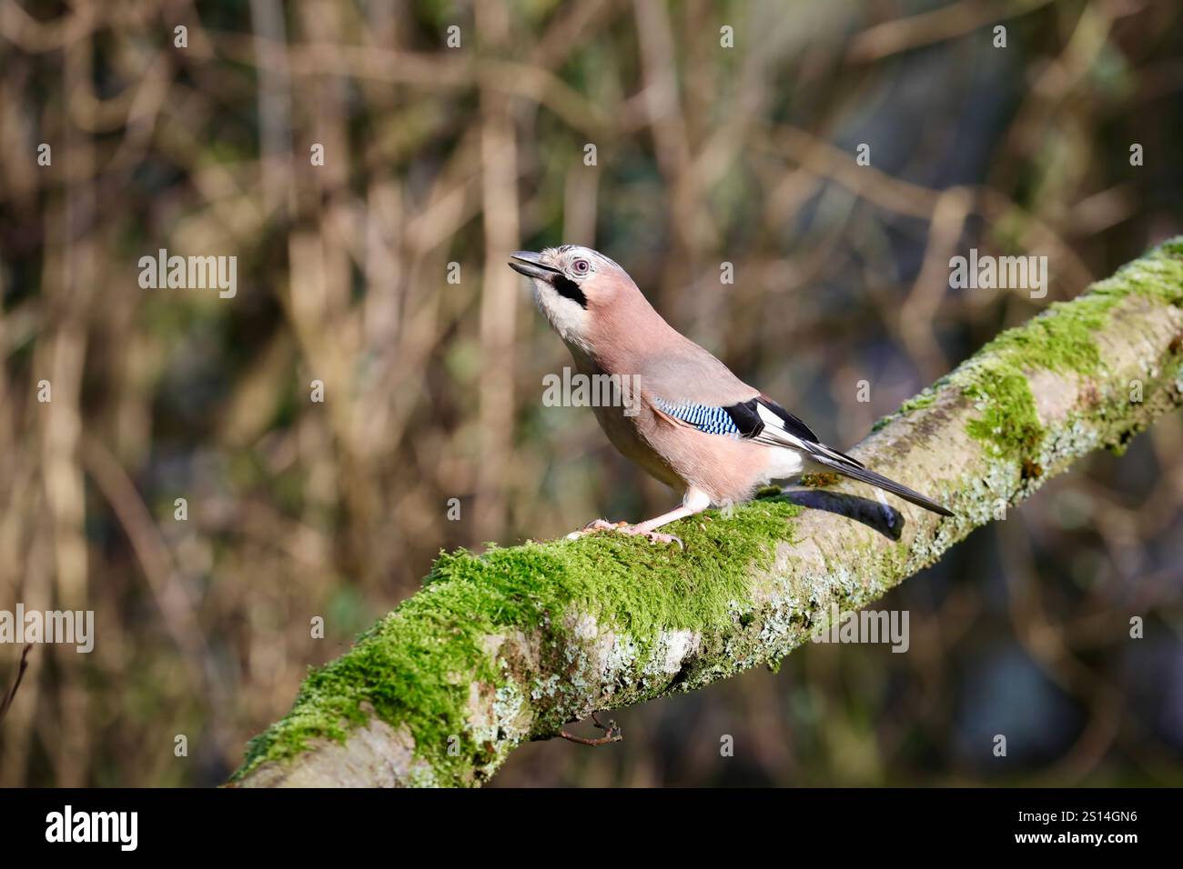 Eurasian jay foraging hi-res stock photography and images - Alamy
