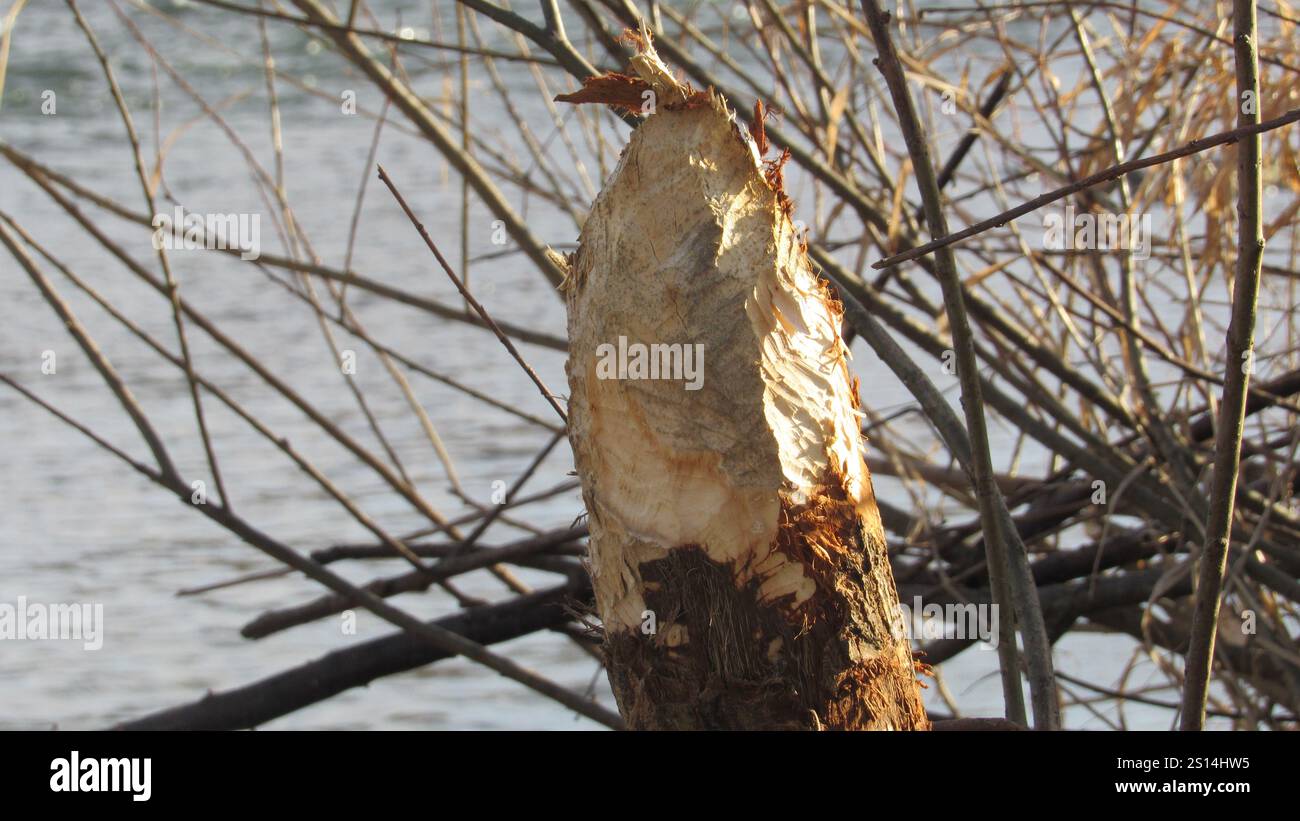A stump from a tree that a beaver has gnawed. Beavers in the wild Stock ...