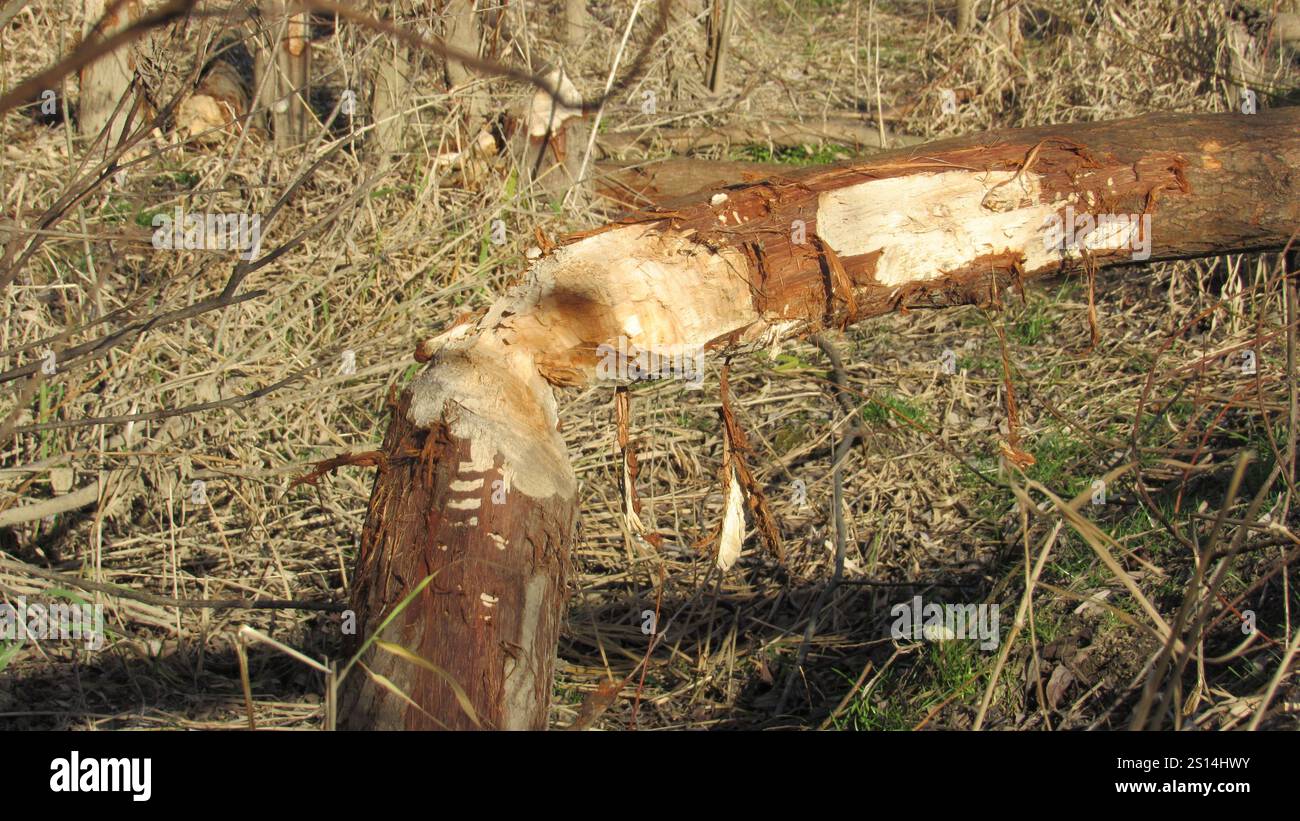 A stump from a tree that a beaver has gnawed. Beavers in the wild Stock ...