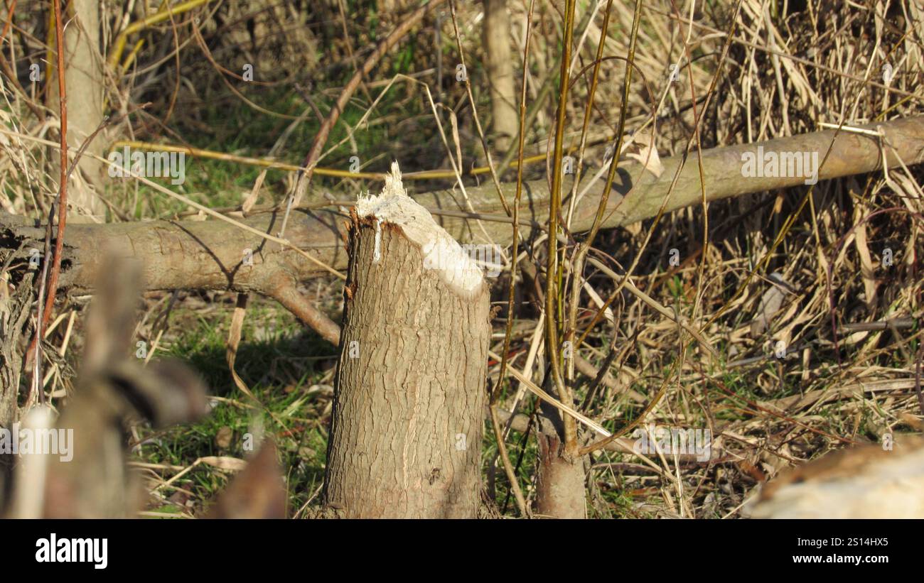A stump from a tree that a beaver has gnawed. Beavers in the wild Stock ...