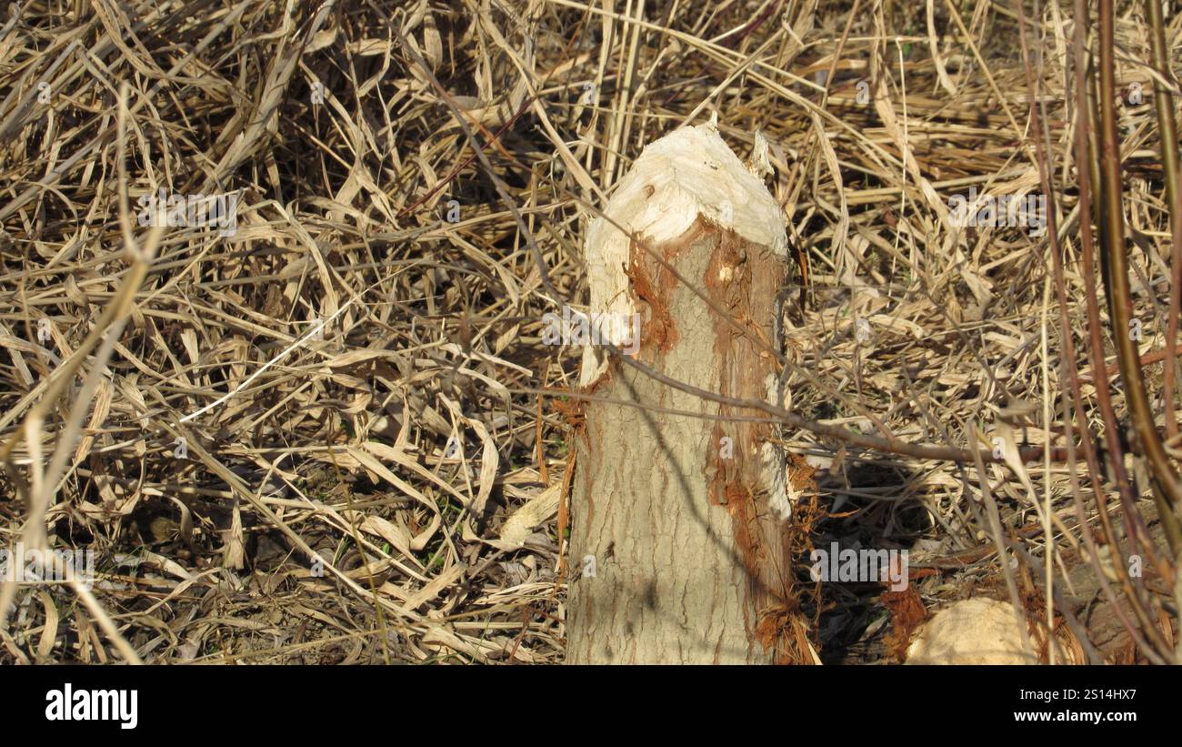 A stump from a tree that a beaver has gnawed. Beavers in the wild Stock ...