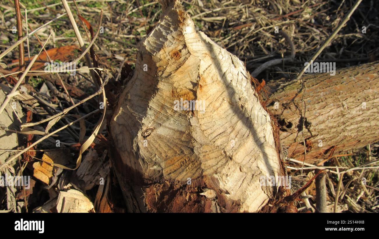 A stump from a tree that a beaver has gnawed. Beavers in the wild Stock ...