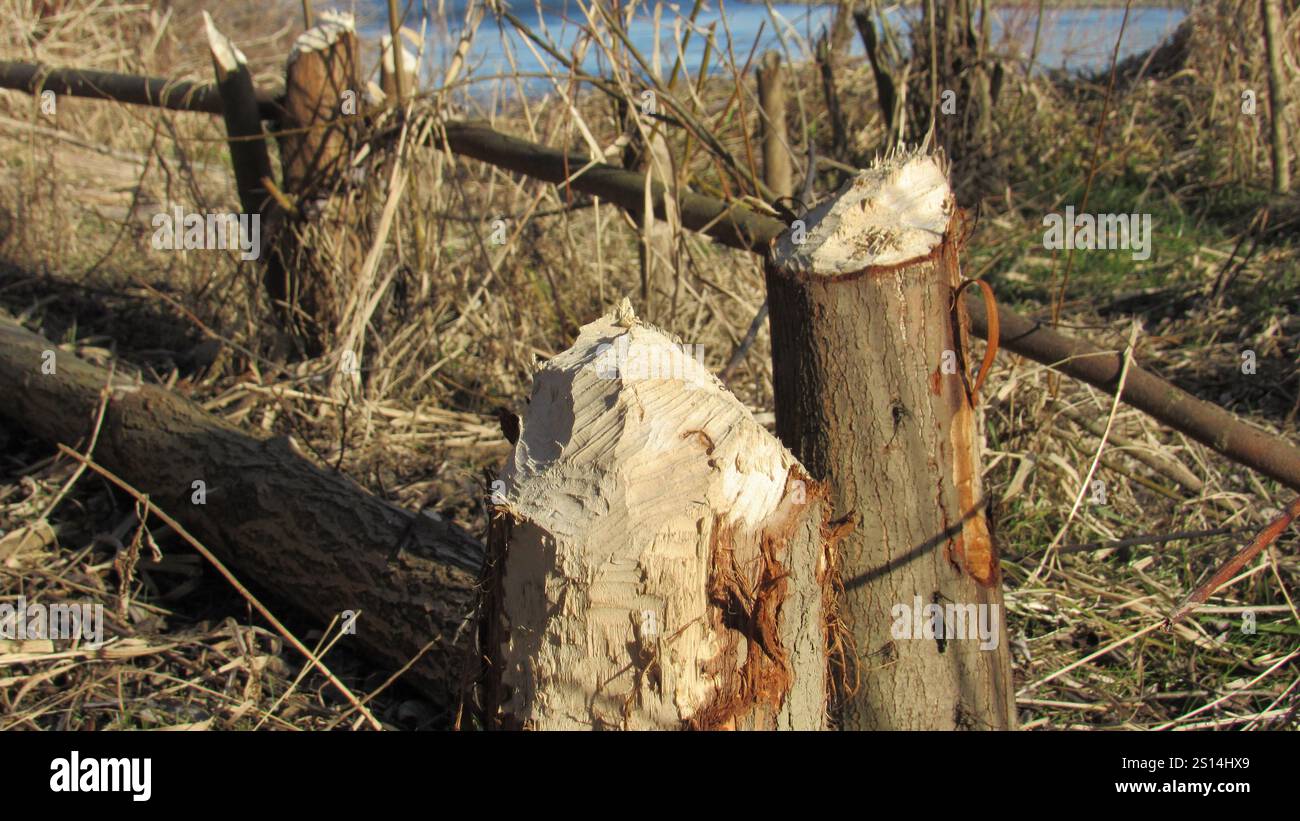 A stump from a tree that a beaver has gnawed. Beavers in the wild Stock ...