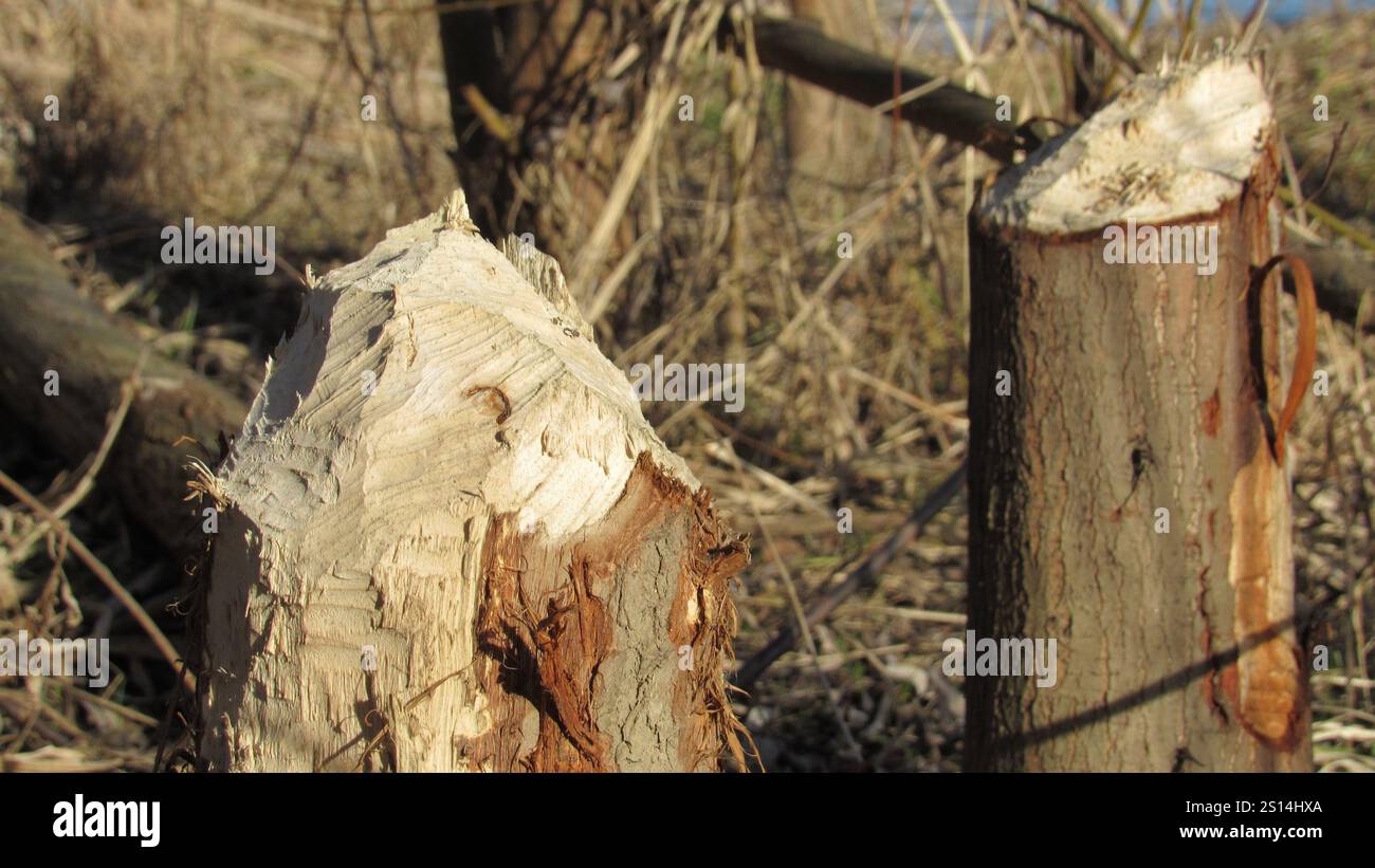 A stump from a tree that a beaver has gnawed. Beavers in the wild Stock ...
