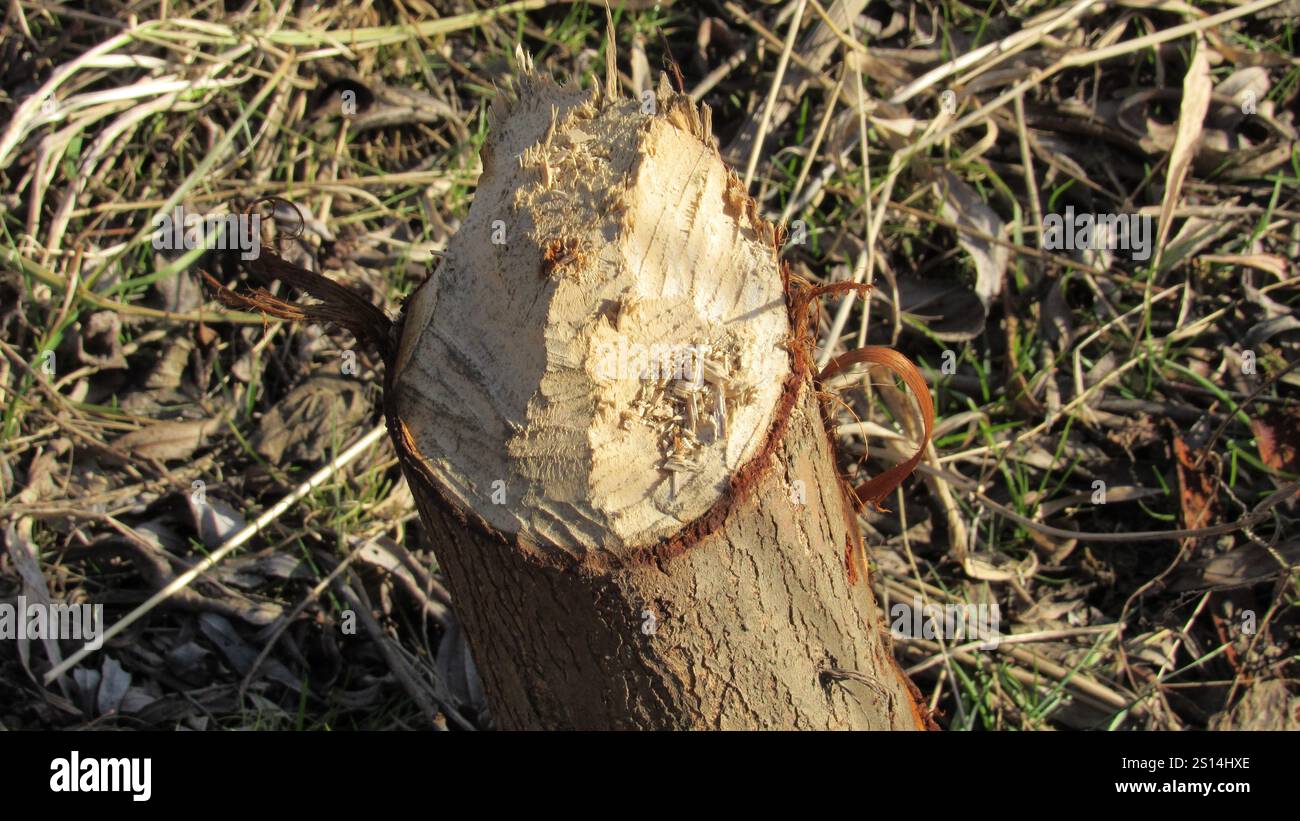 A stump from a tree that a beaver has gnawed. Beavers in the wild Stock ...