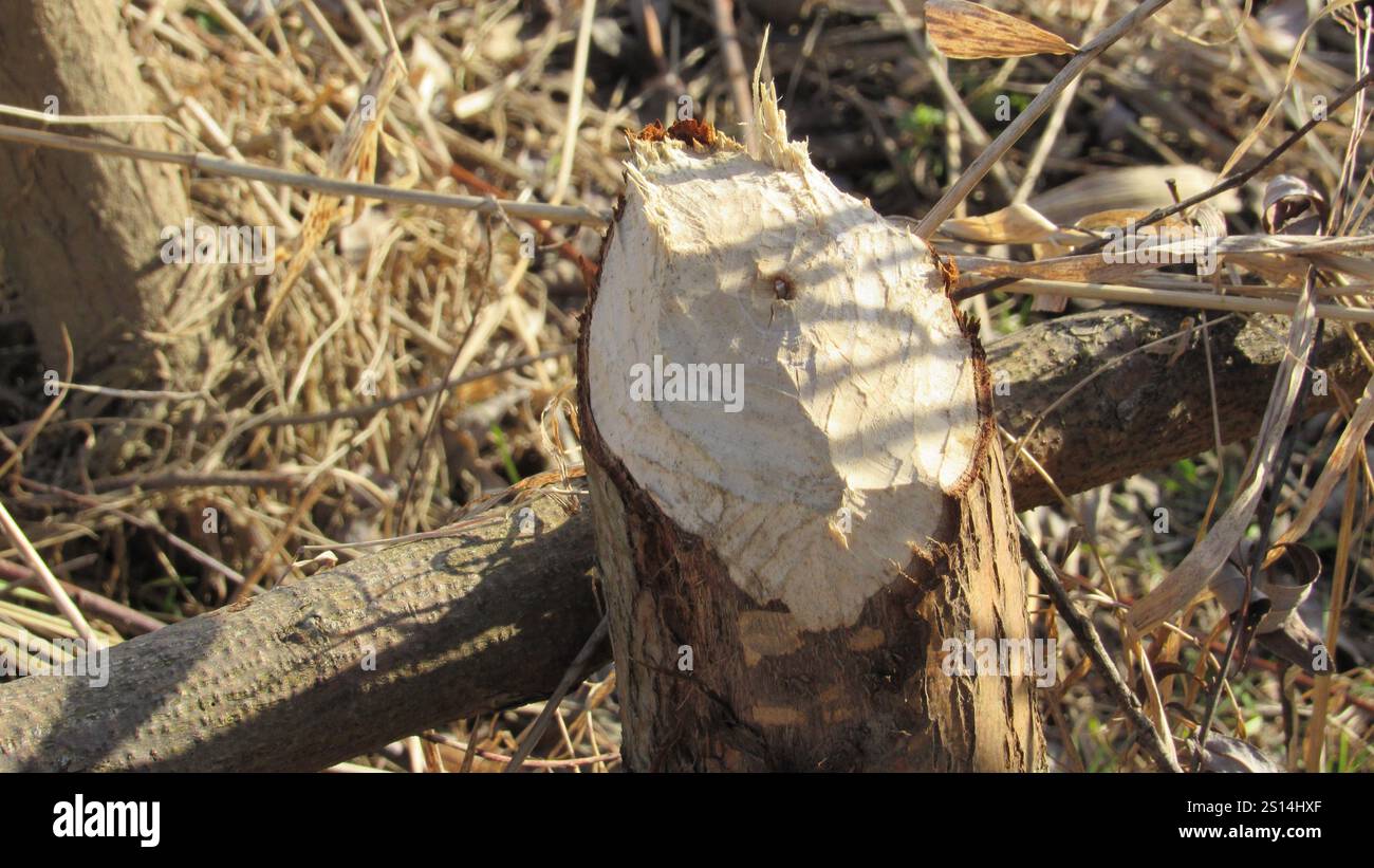 A stump from a tree that a beaver has gnawed. Beavers in the wild Stock ...