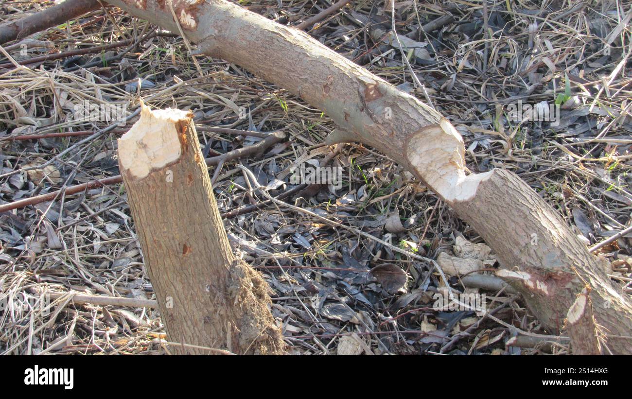 A stump from a tree that a beaver has gnawed. Beavers in the wild Stock ...