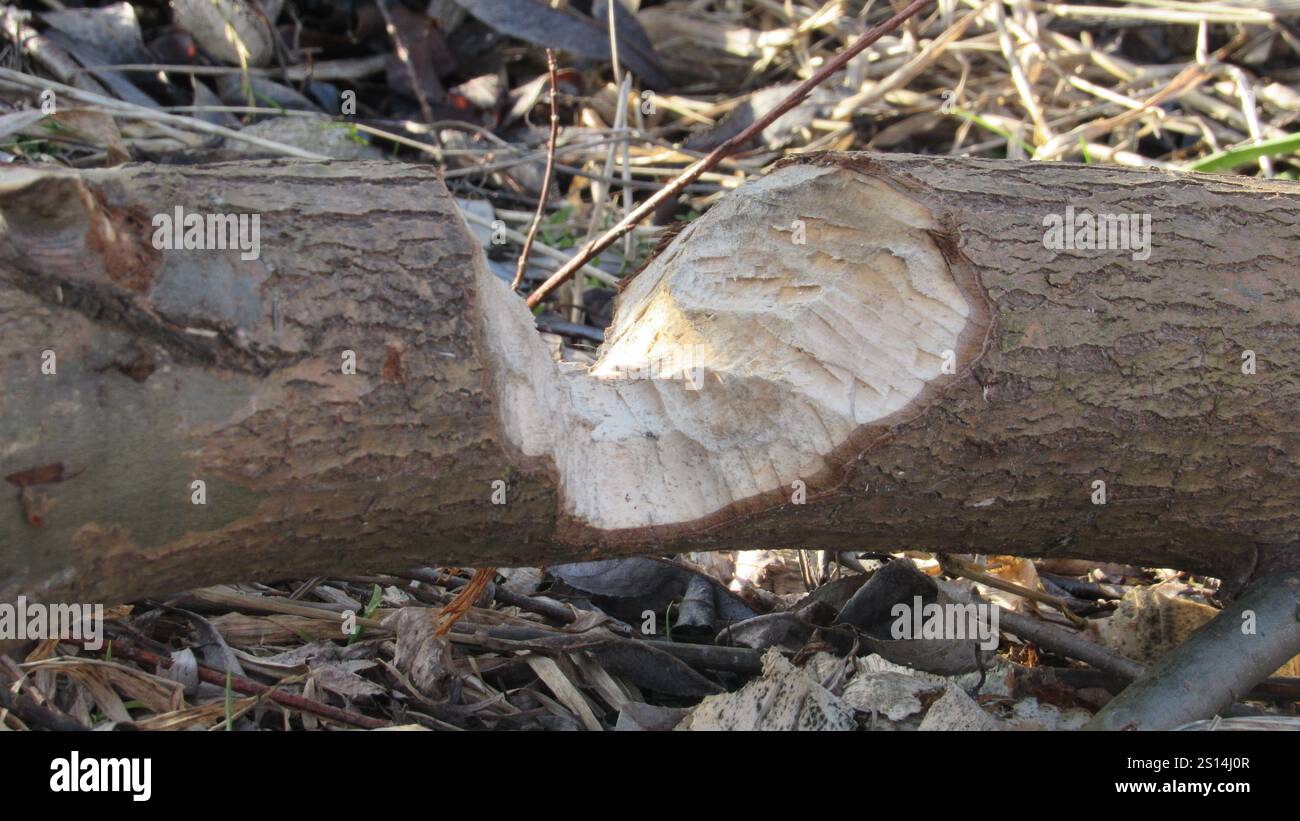 Tree gnawed by a beaver. beaver in the wild Stock Photo - Alamy