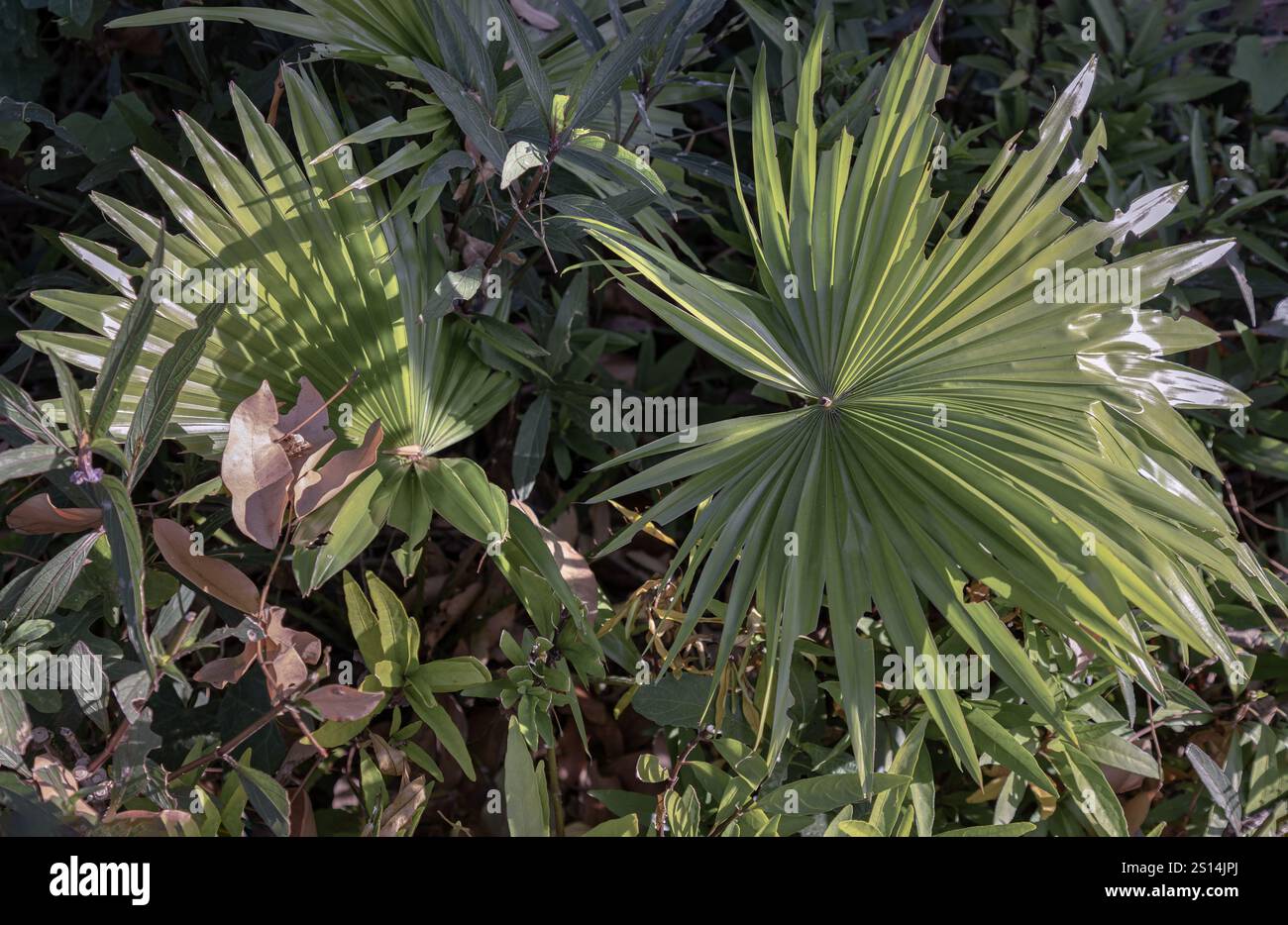 Natural light shines through hitting on Green foliage plant of fan ...