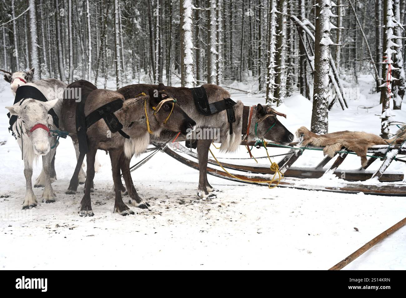 Northern sledding reindeer harnessed to a sleigh stand in a winter snow covered forest Stock ...