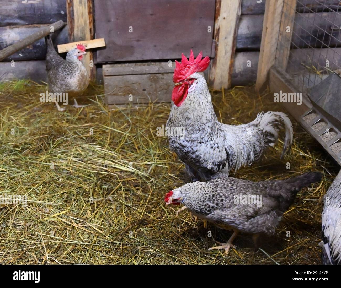 Rooster with hens on the straw in the chicken coop Stock Photo - Alamy