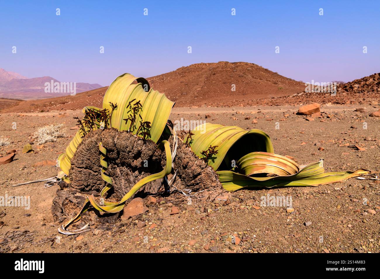 Welwitschia mirabilis in Messum Crater, Namibia Stock Photo - Alamy
