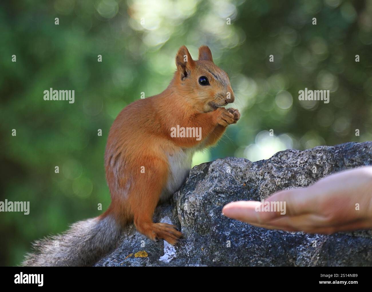Cute squirrel eating out of the hands of nuts Stock Photo - Alamy