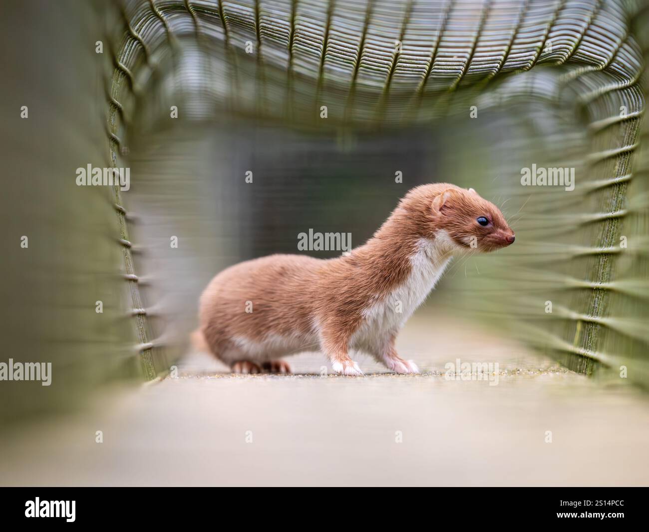 Captive Weasel in a Metal Run Stock Photo - Alamy