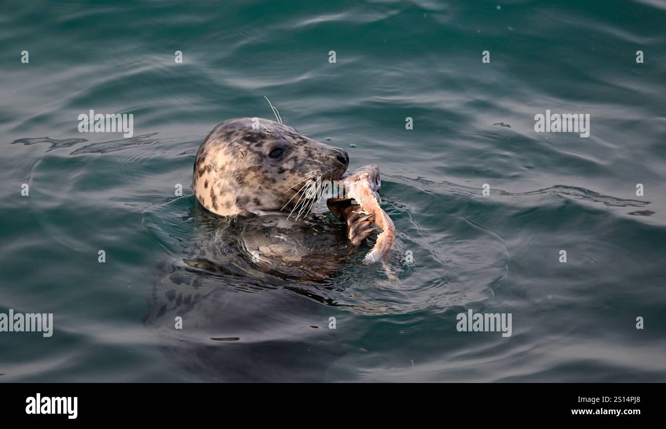 Harbour, Brixham, Devon, UK. 25th Dec 2024. A Harbour or Common seal ...
