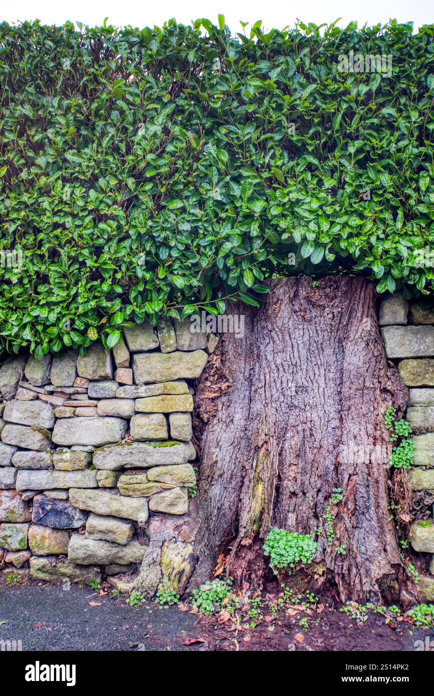 Avoiding a problem with a workaround. A tree stump incorporated into a ...