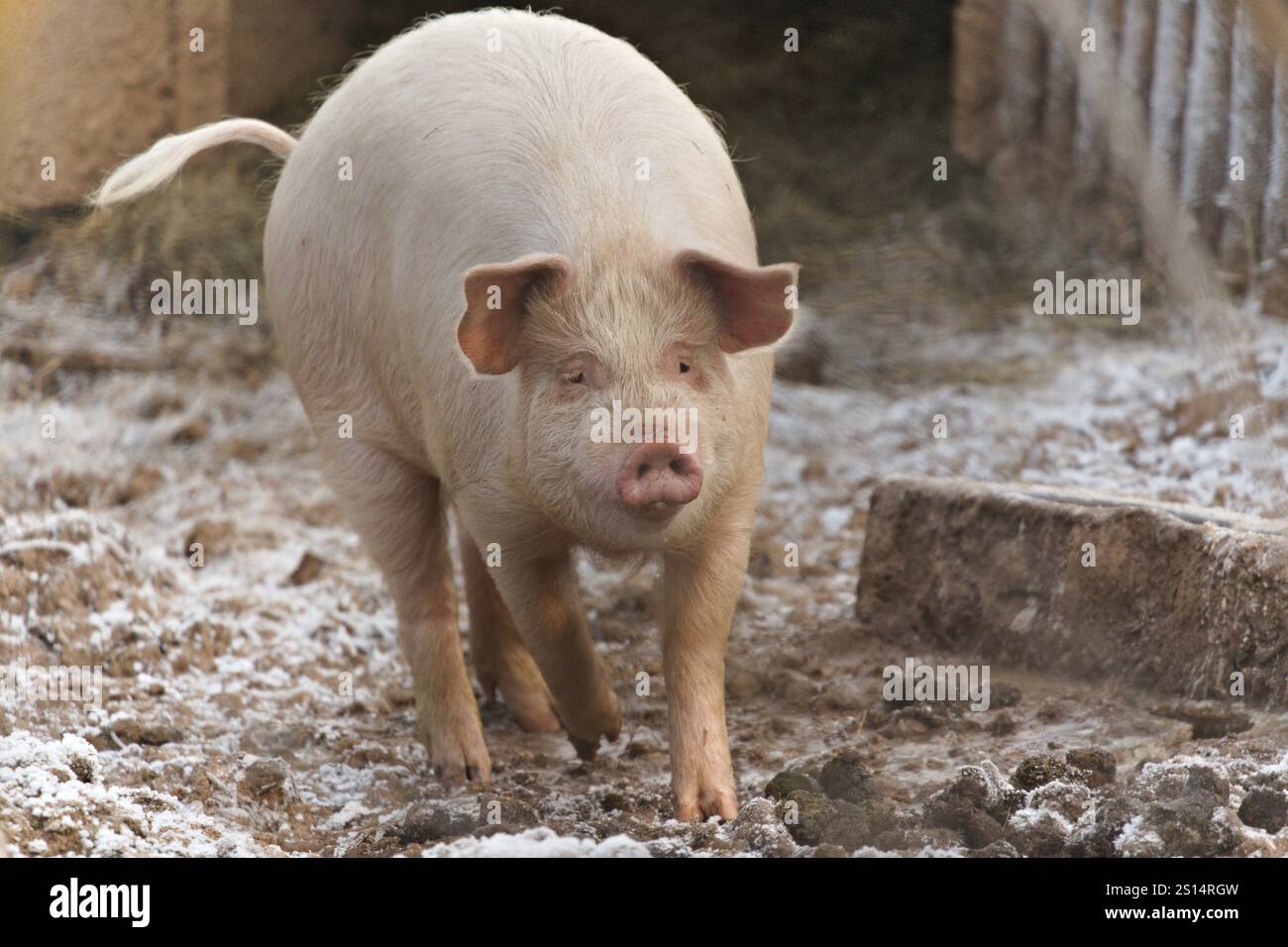 Domestic pig aka Sus domesticus in the pigsty. Small farm in Czech ...