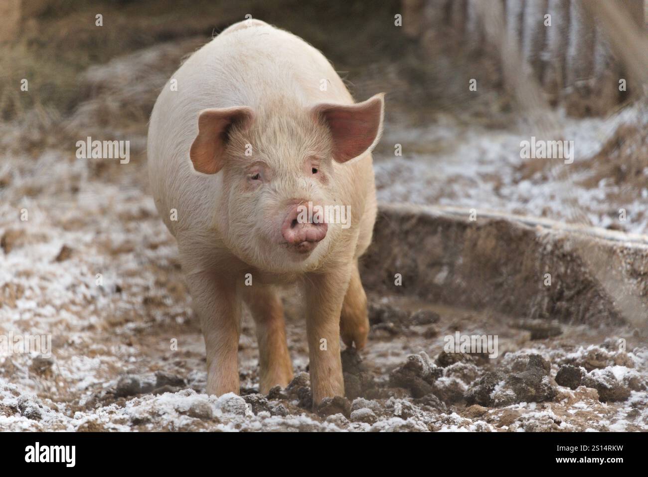 Domestic pig aka Sus domesticus in the pigsty. Small farm in Czech ...