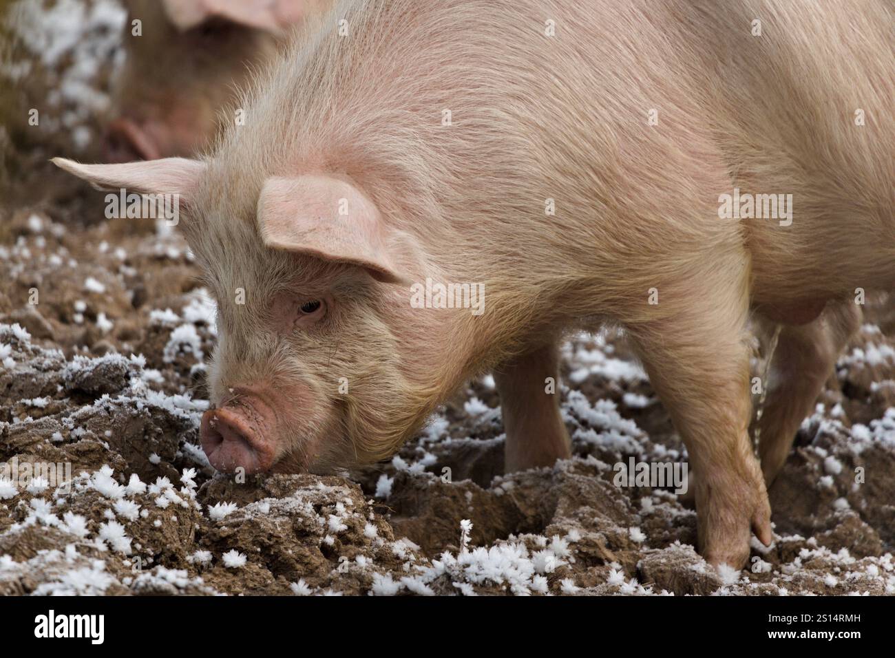 Domestic pig aka Sus domesticus in the pigsty. Small farm in Czech ...