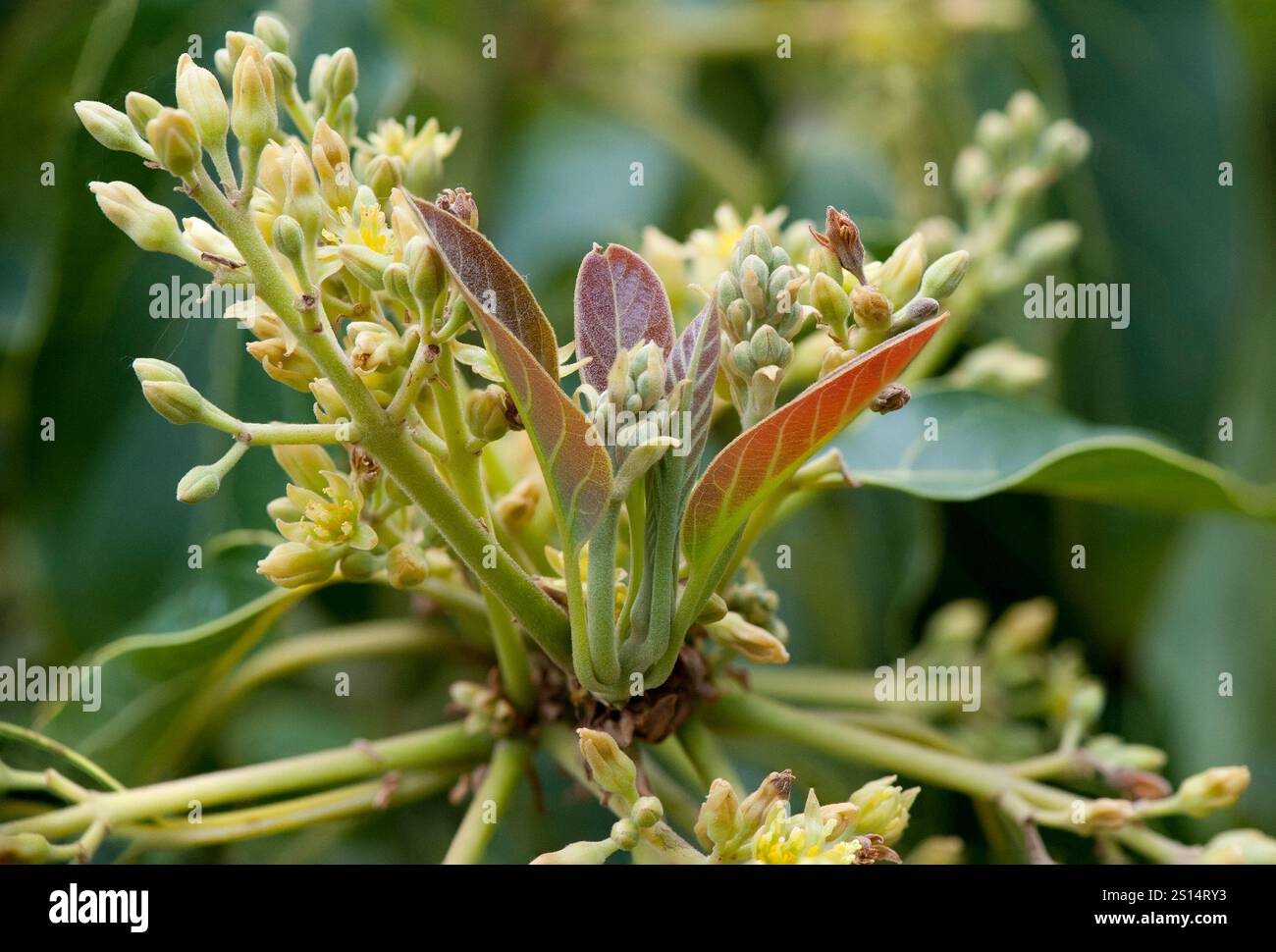 New leaves and flower buds on an Avocado (Persea americana) tree Stock ...