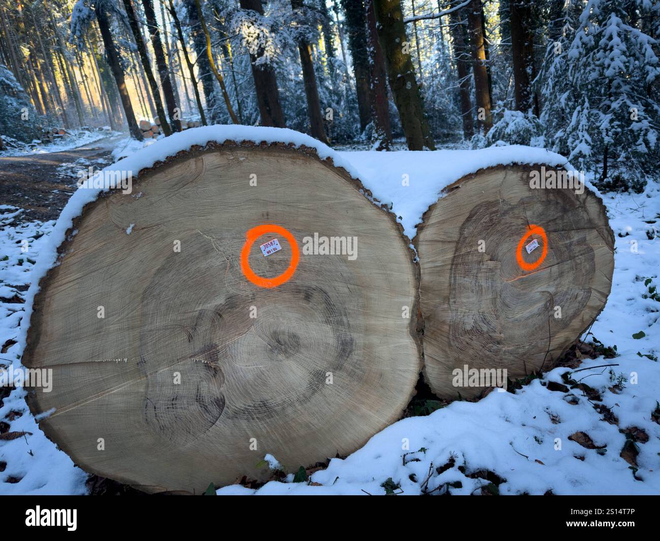 Holzfällung, Baumstämme, Schneebedeckter Wald, nachhaltige ...