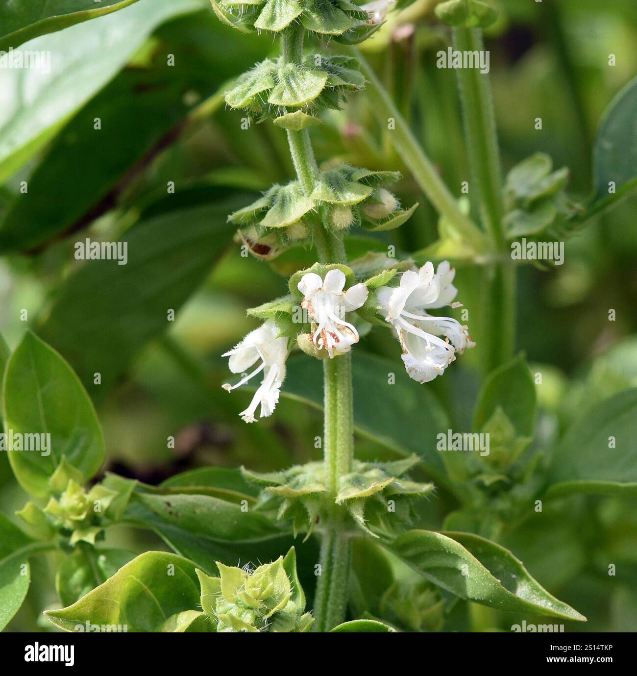 Basilikum, Ocimum basilicum, ist eine Heilpflanze und Kuechengewuerz ...