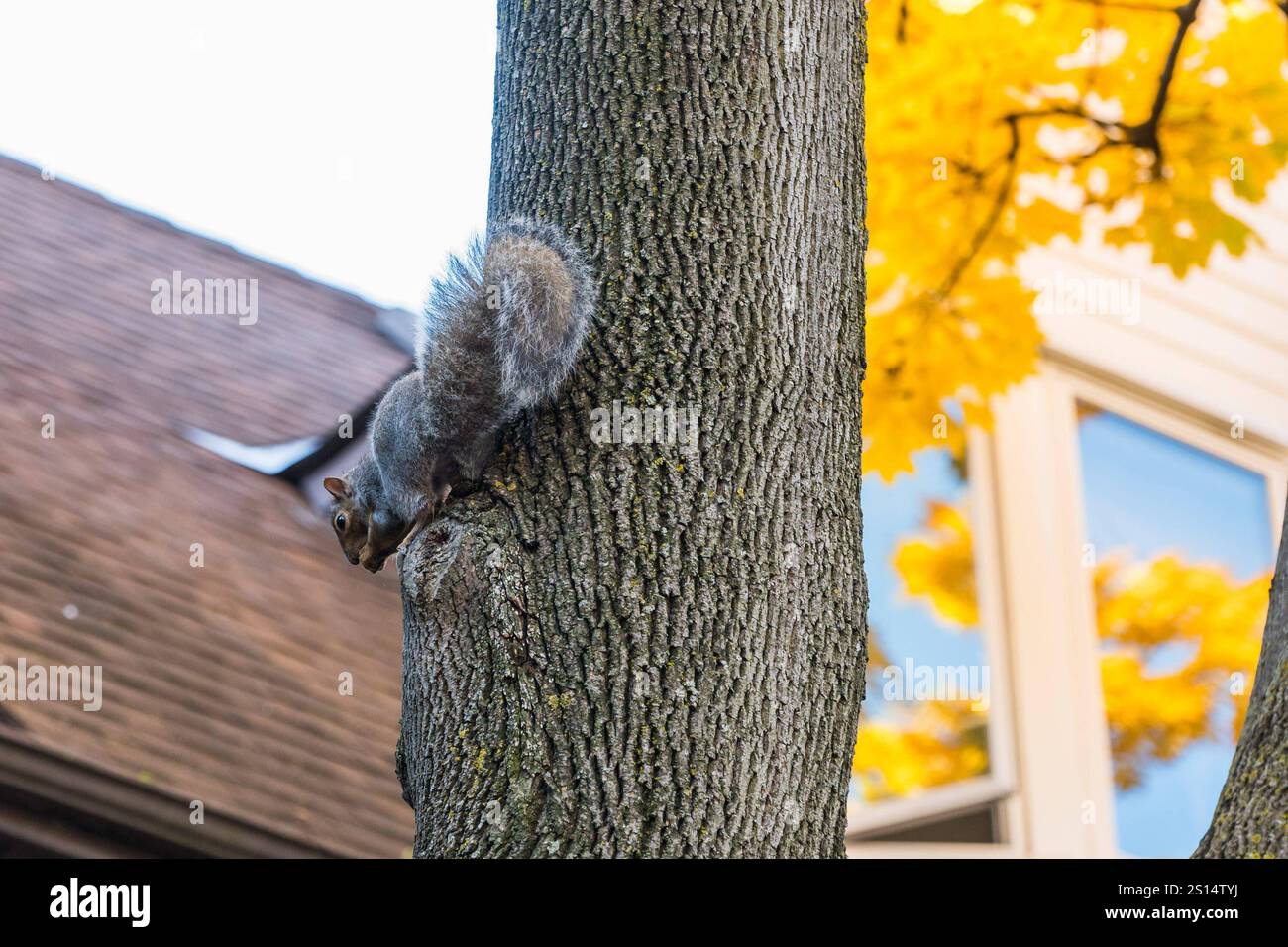 Toronto Eichhörnchen *** Toronto squirrel Stock Photo - Alamy