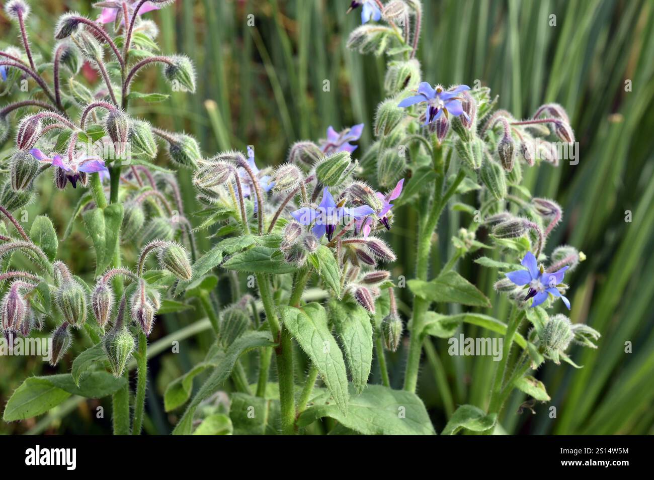 Borretsch, Borago officinalis, ist eine wichtige Heil- und ...