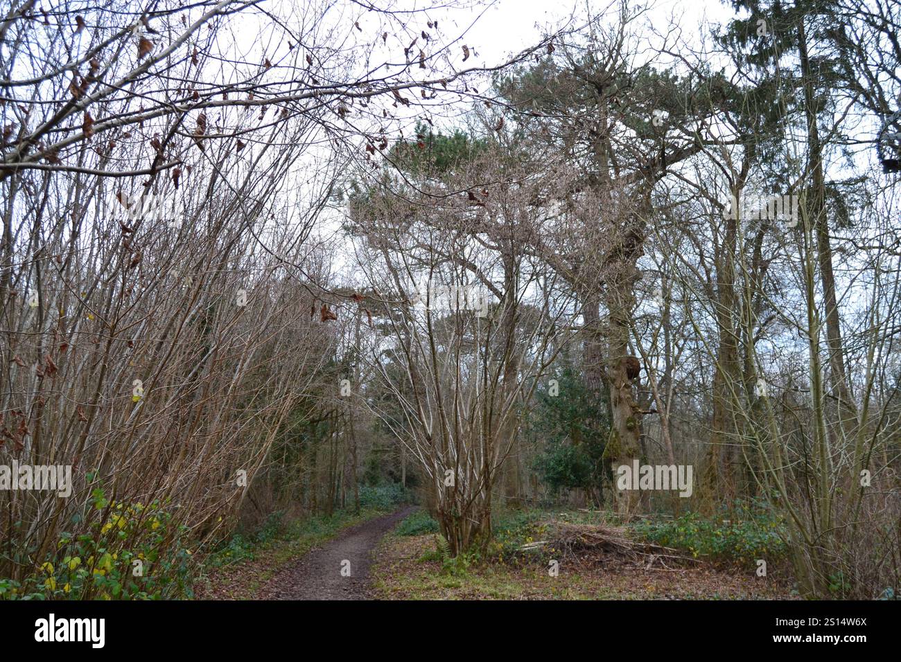 Woods and paths of High Elms country park in winter (December), inof ...