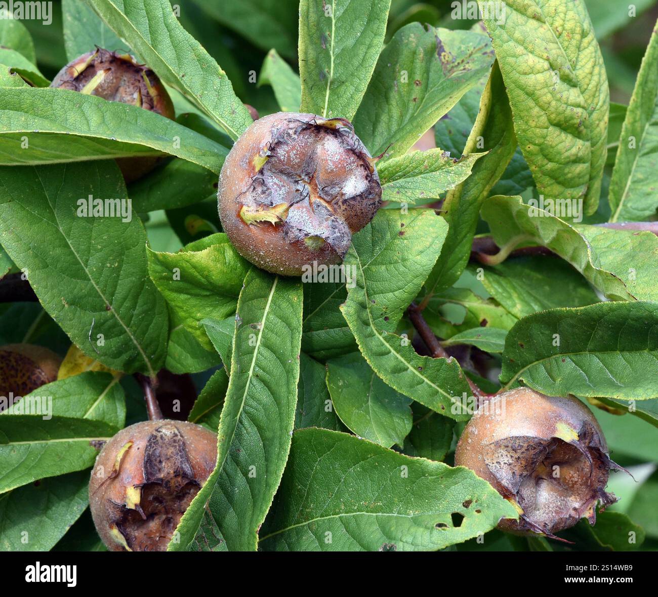 Mispel, Mespilus germanica, ist ein sommergruener Baum mit krummem ...