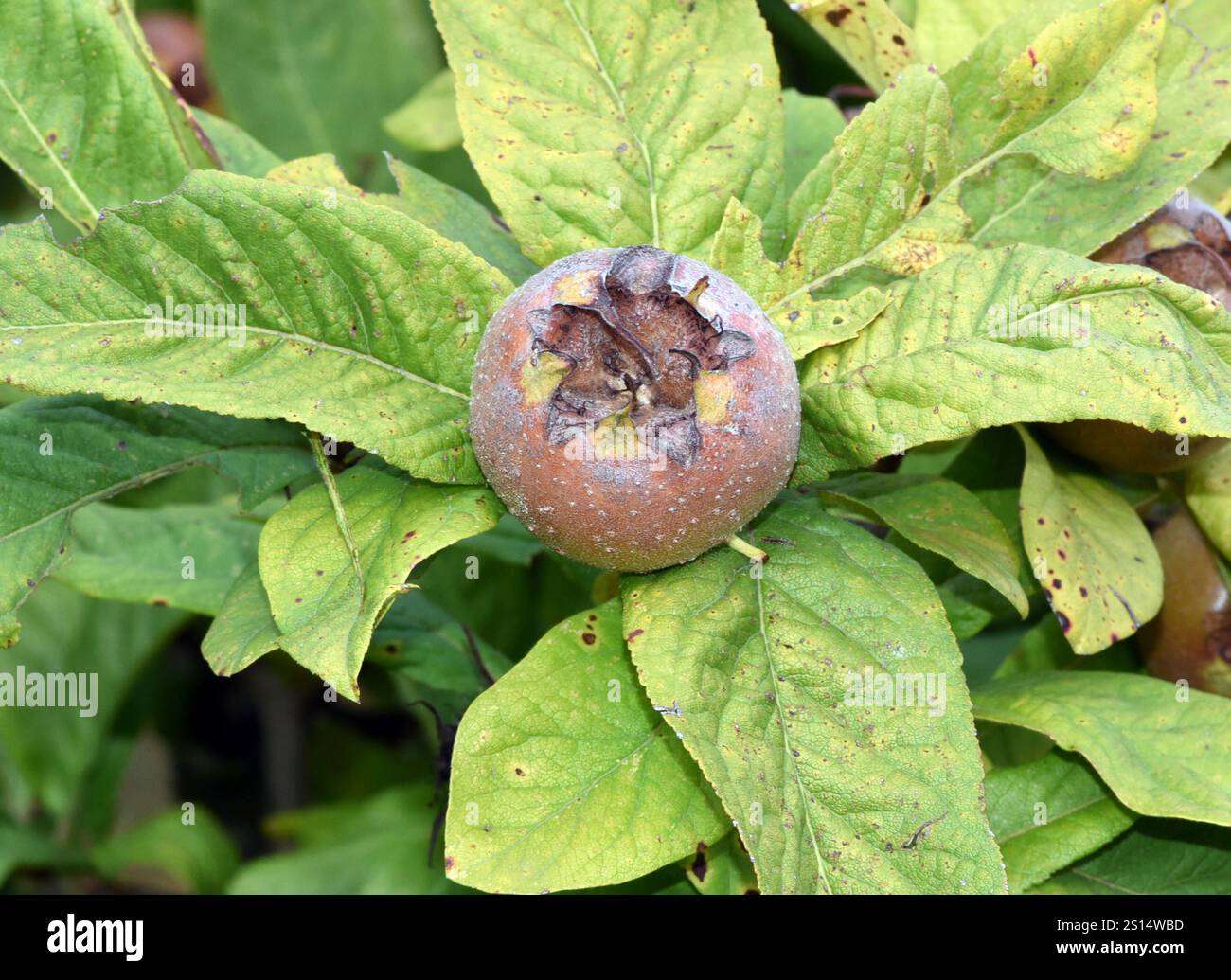 Mispel, Mespilus germanica, ist ein sommergruener Baum mit krummem ...
