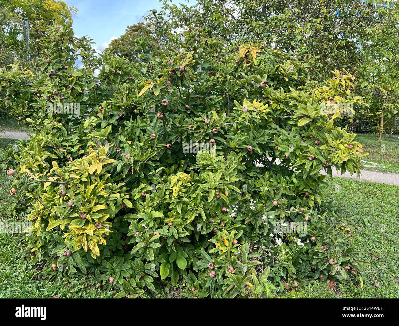 Mispel, Mespilus germanica, ist ein sommergruener Baum mit krummem ...