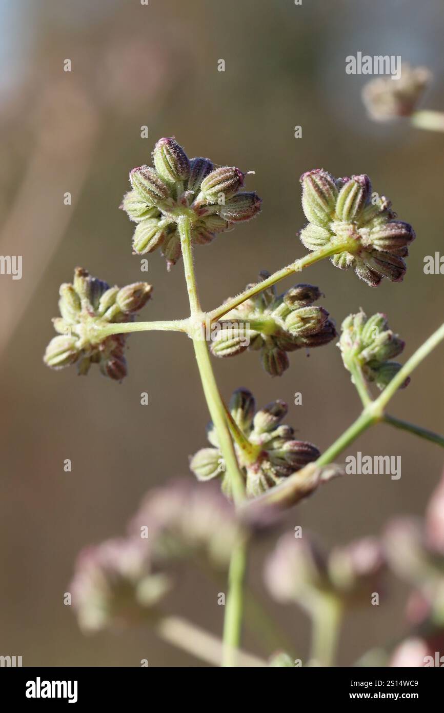 Seseli campestre, Apiaceae. A wild plant shot in the fall Stock Photo ...