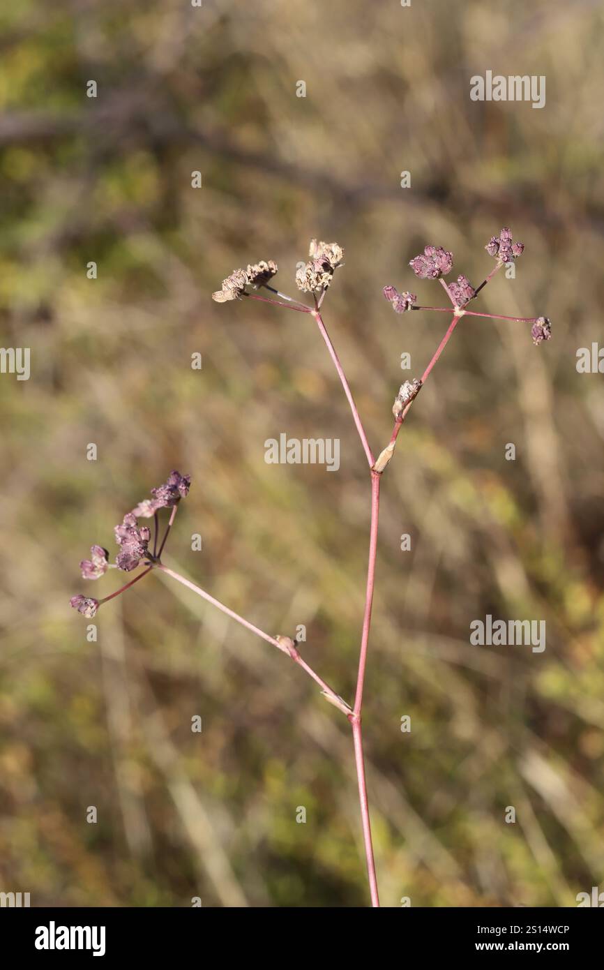Seseli campestre, Apiaceae. A wild plant shot in the fall Stock Photo ...
