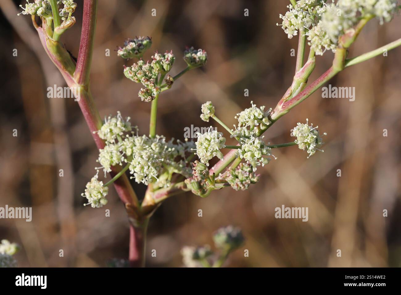 Seseli campestre, Apiaceae. A wild plant shot in the fall Stock Photo ...