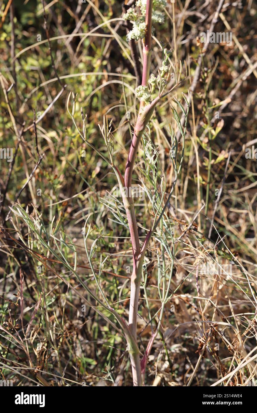 Seseli campestre, Apiaceae. A wild plant shot in the fall Stock Photo ...