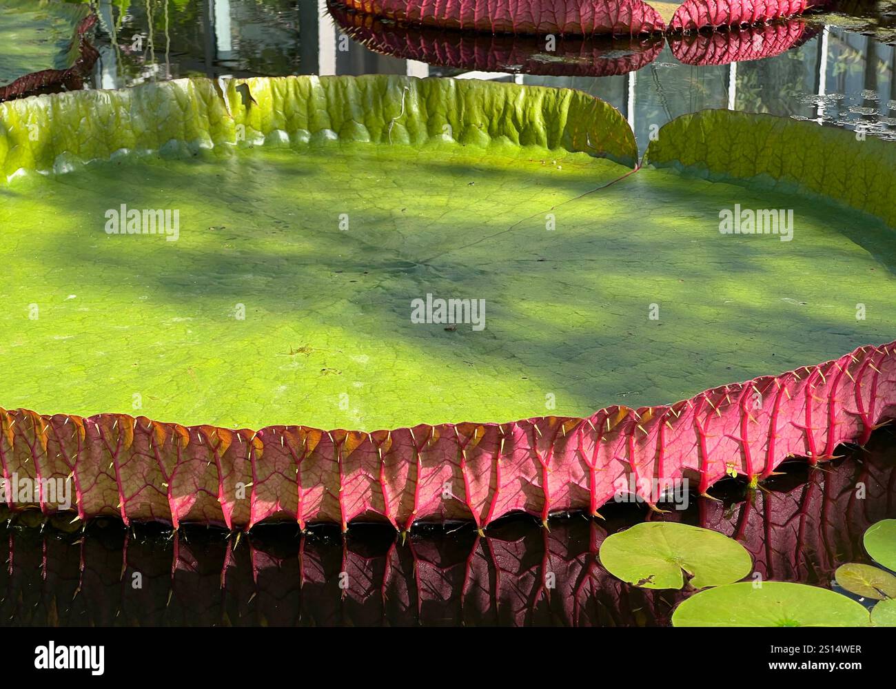 Victoria amazonica seerosen hi-res stock photography and images - Alamy