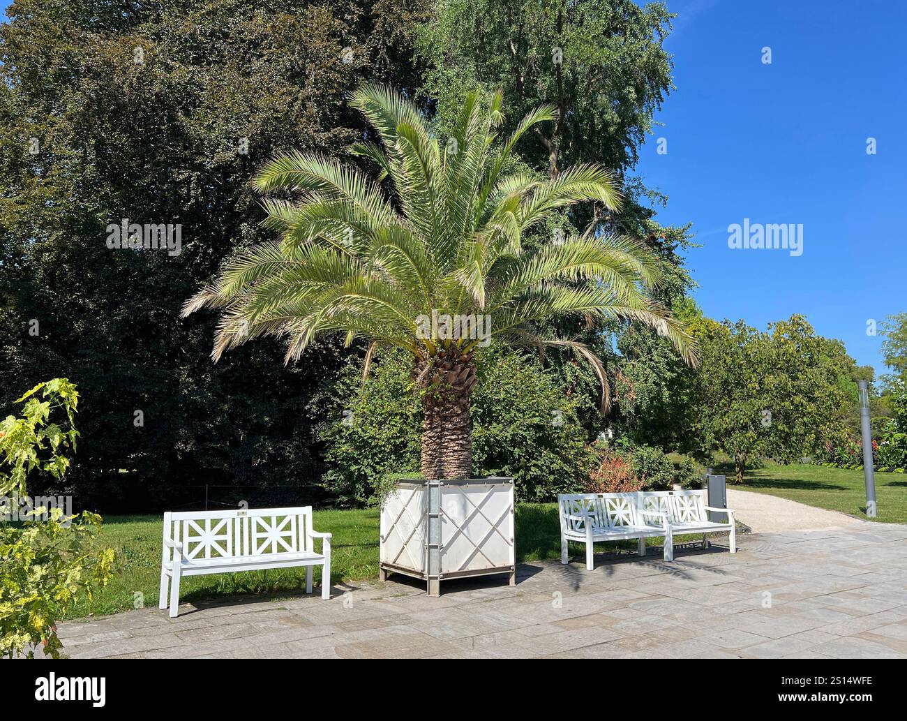Phoenixpalme, Phoenix canariensis, ist eine dekorative Palme die auch ...