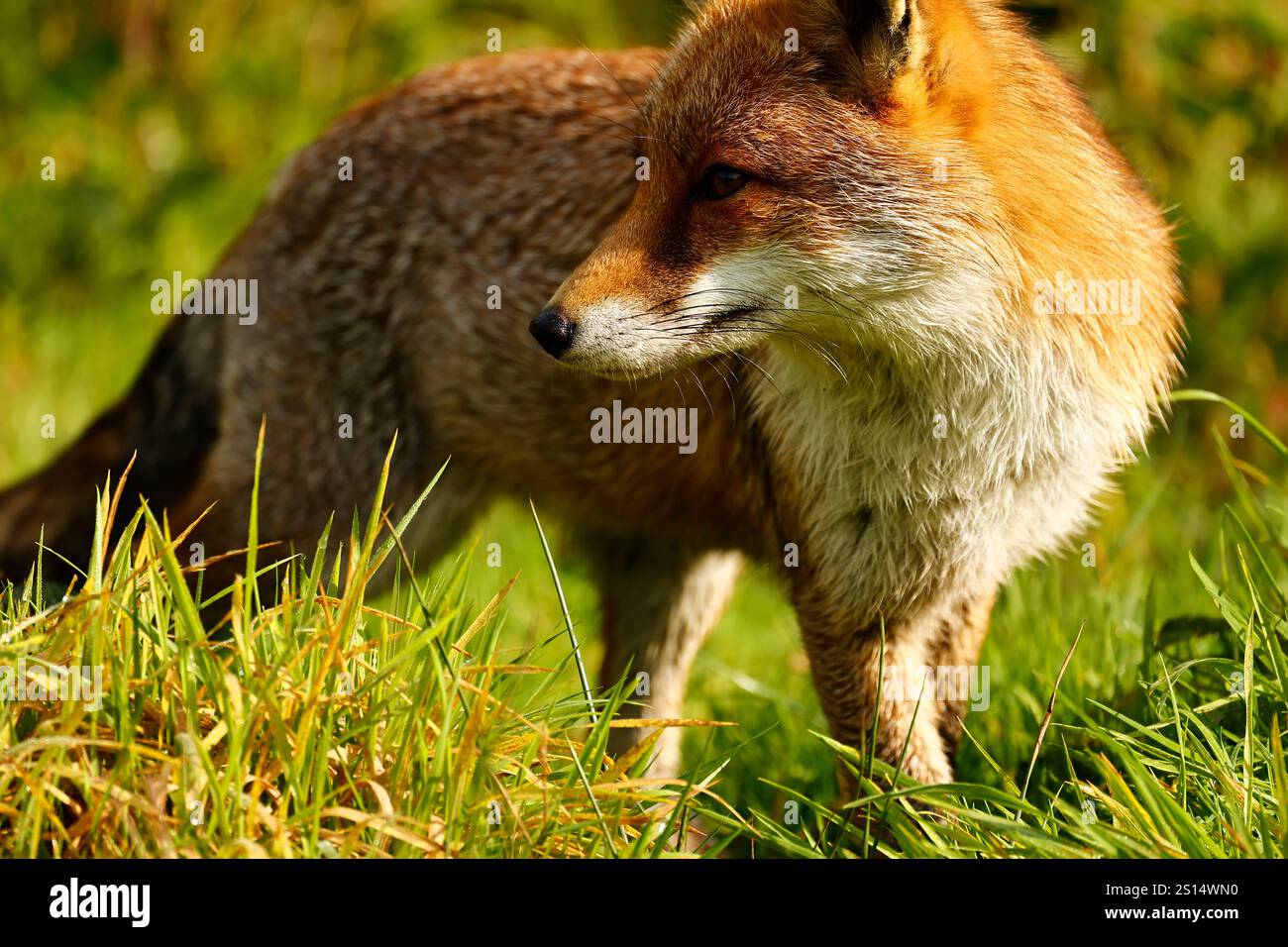 Our beautiful cunning native Red Fox Stock Photo - Alamy