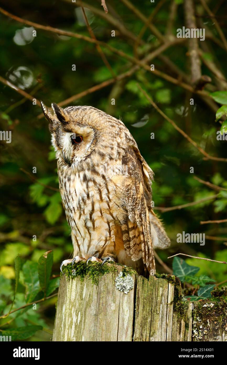 Our beautiful native Long-eared Owl, otherwise known as Lesser Horned ...