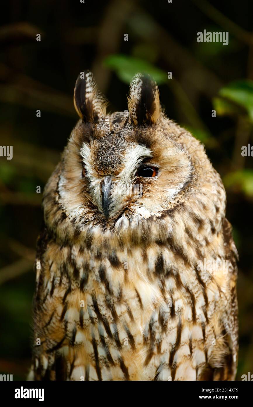 Our beautiful native Long-eared Owl, otherwise known as Lesser Horned ...