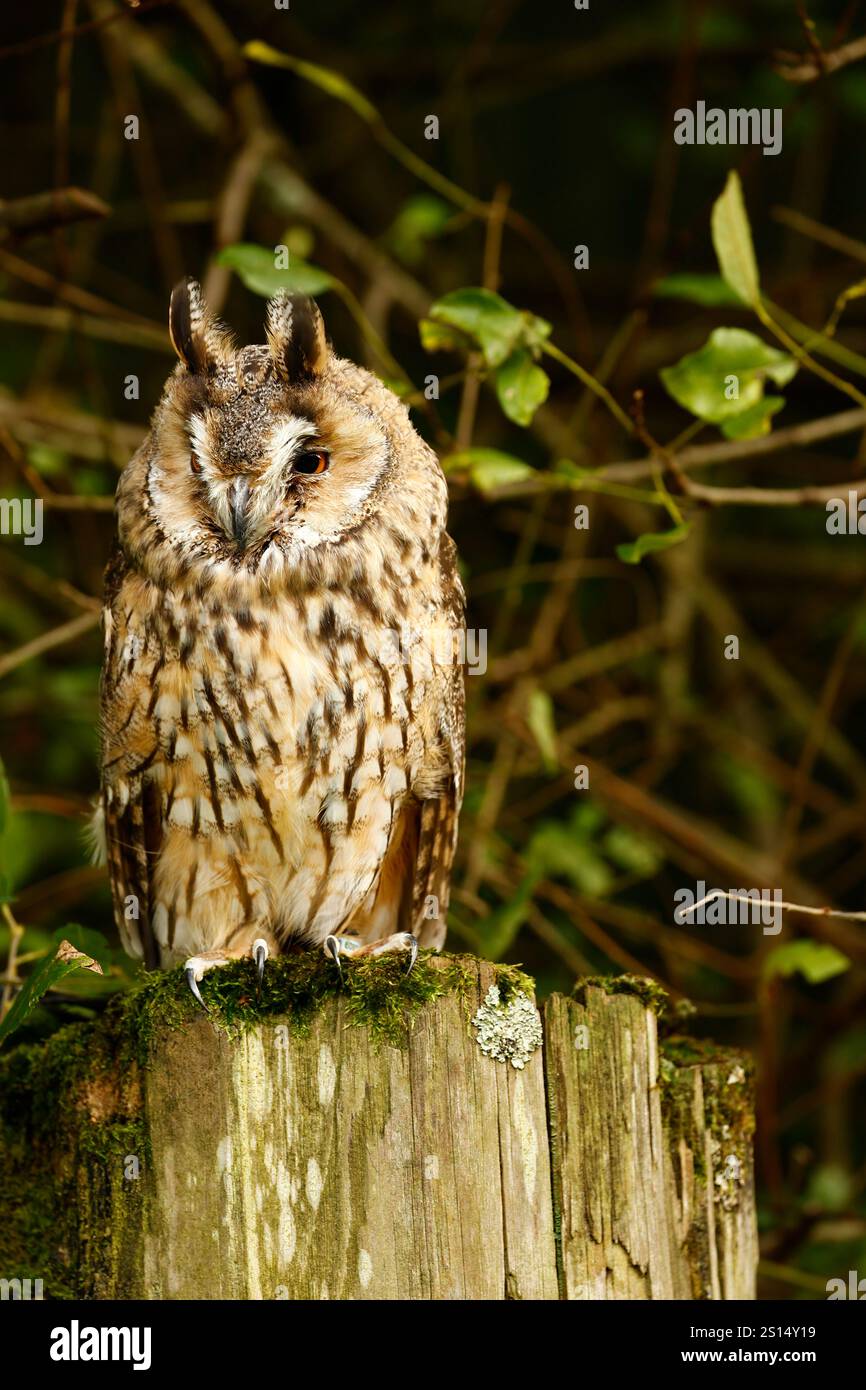 Our beautiful native Long-eared Owl, otherwise known as Lesser Horned ...