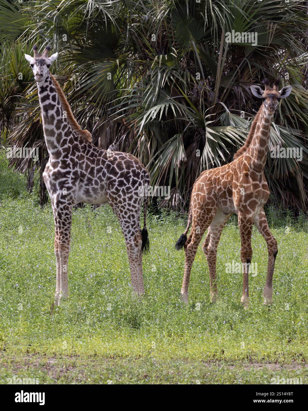 Two Maasai giraffes in the Nyerere National Park Tanzania showing the ...