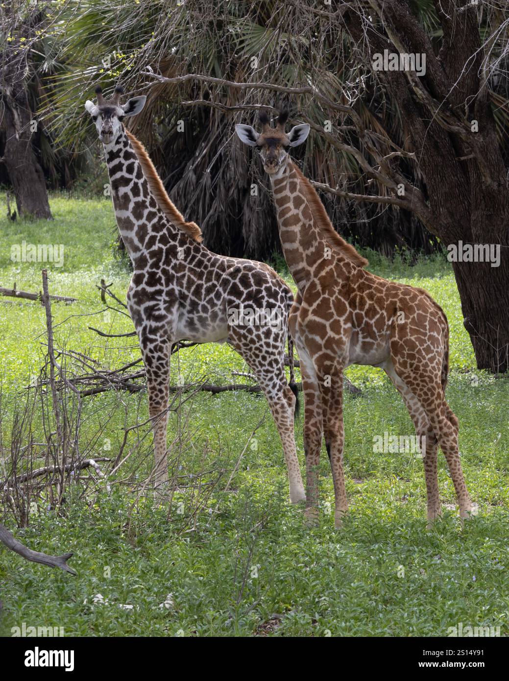 Two Maasai giraffes in the Nyerere National Park Tanzania showing the ...