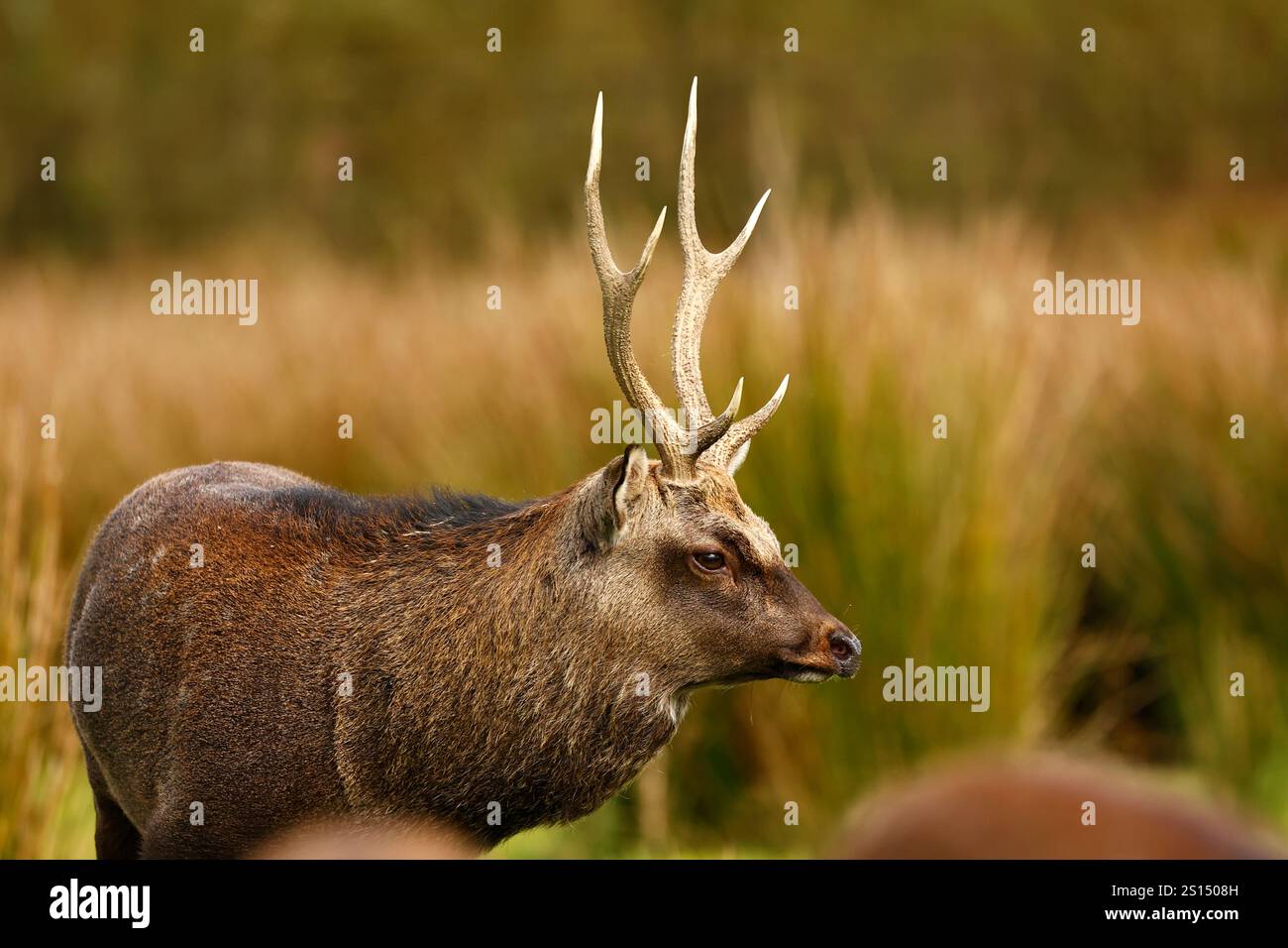 Sika Deer herd during the rut Stock Photo - Alamy